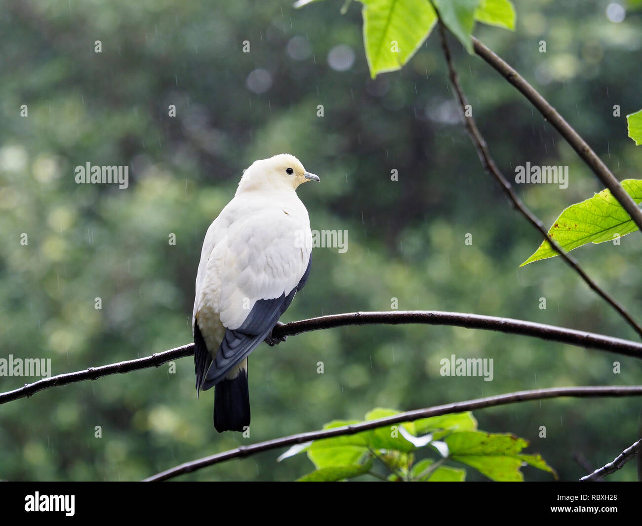 The pied imperial pigeon hi-res stock photography and images - Alamy