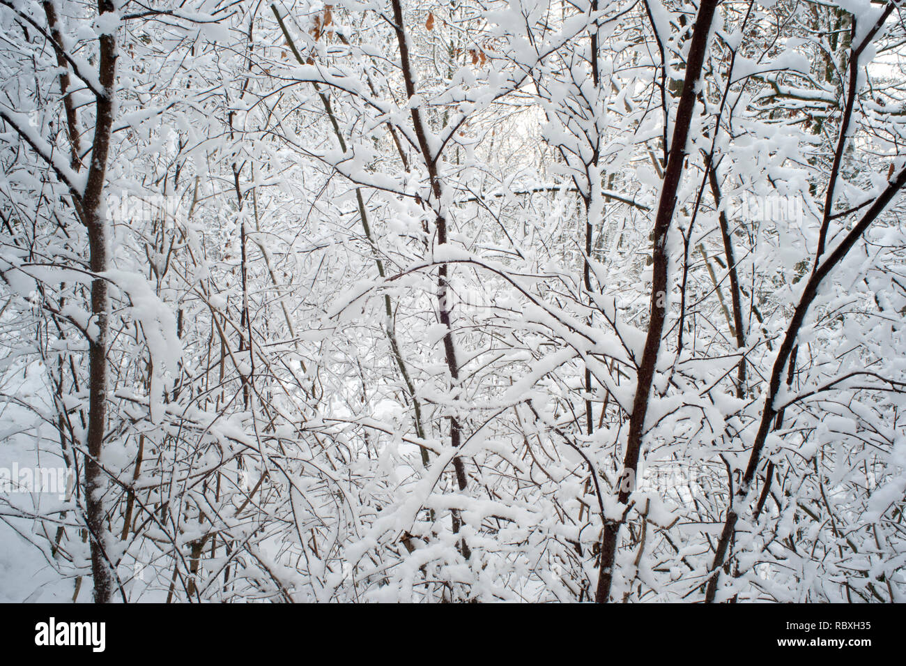 WINTER-Sweden, Plant, photosynthetic, eukaryotes, Plantae Stock Photo ...