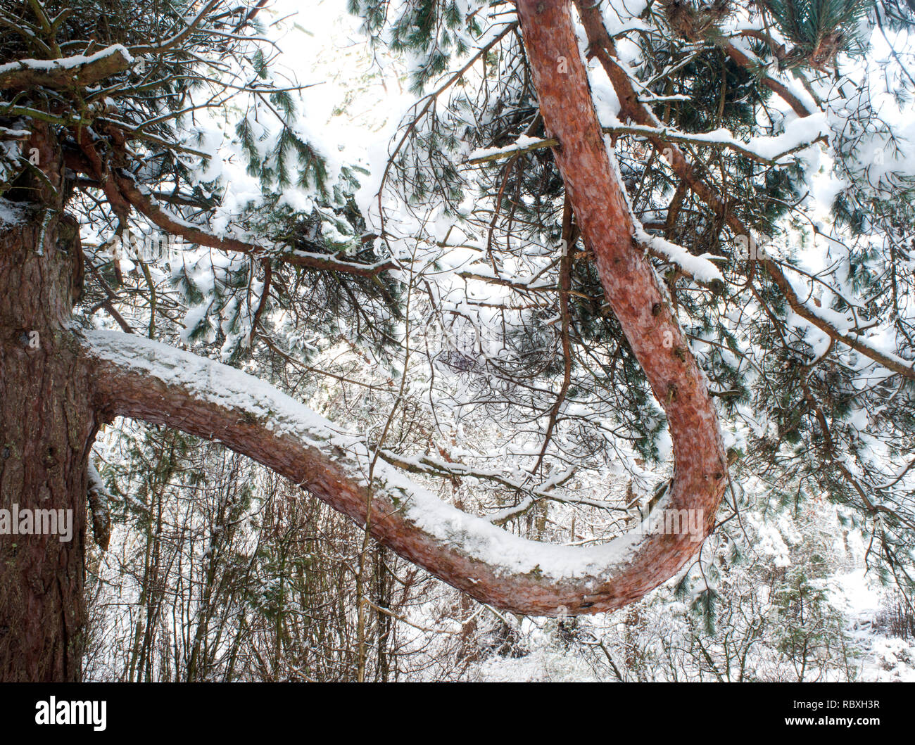 WINTER-Sweden, Plant, photosynthetic, eukaryotes, Plantae Stock Photo ...