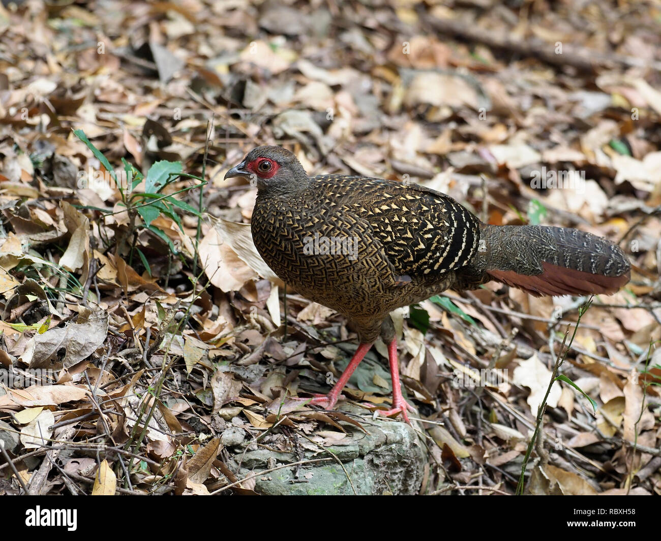 Swinhoes Stock Photos & Swinhoes Stock Images - Alamy