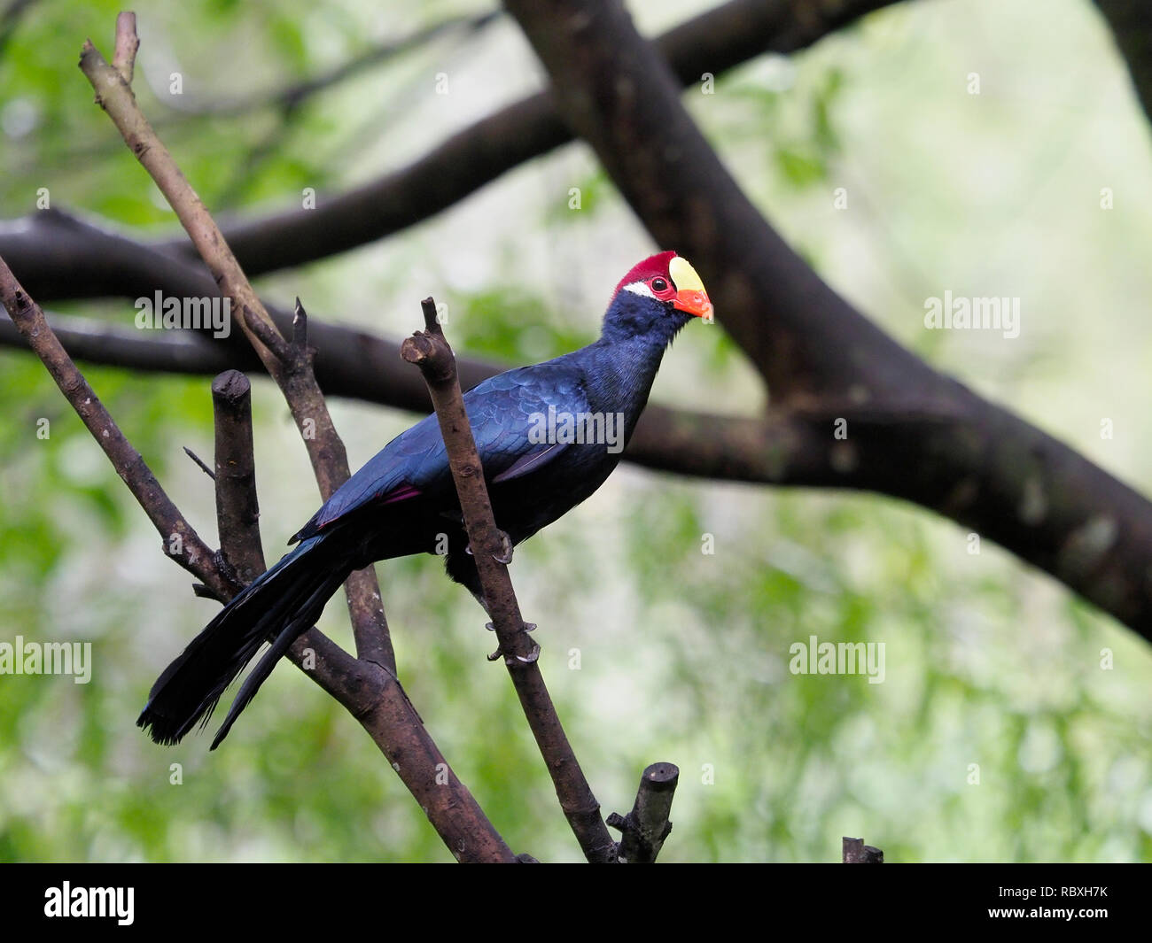 Violet turaco hi-res stock photography and images - Alamy
