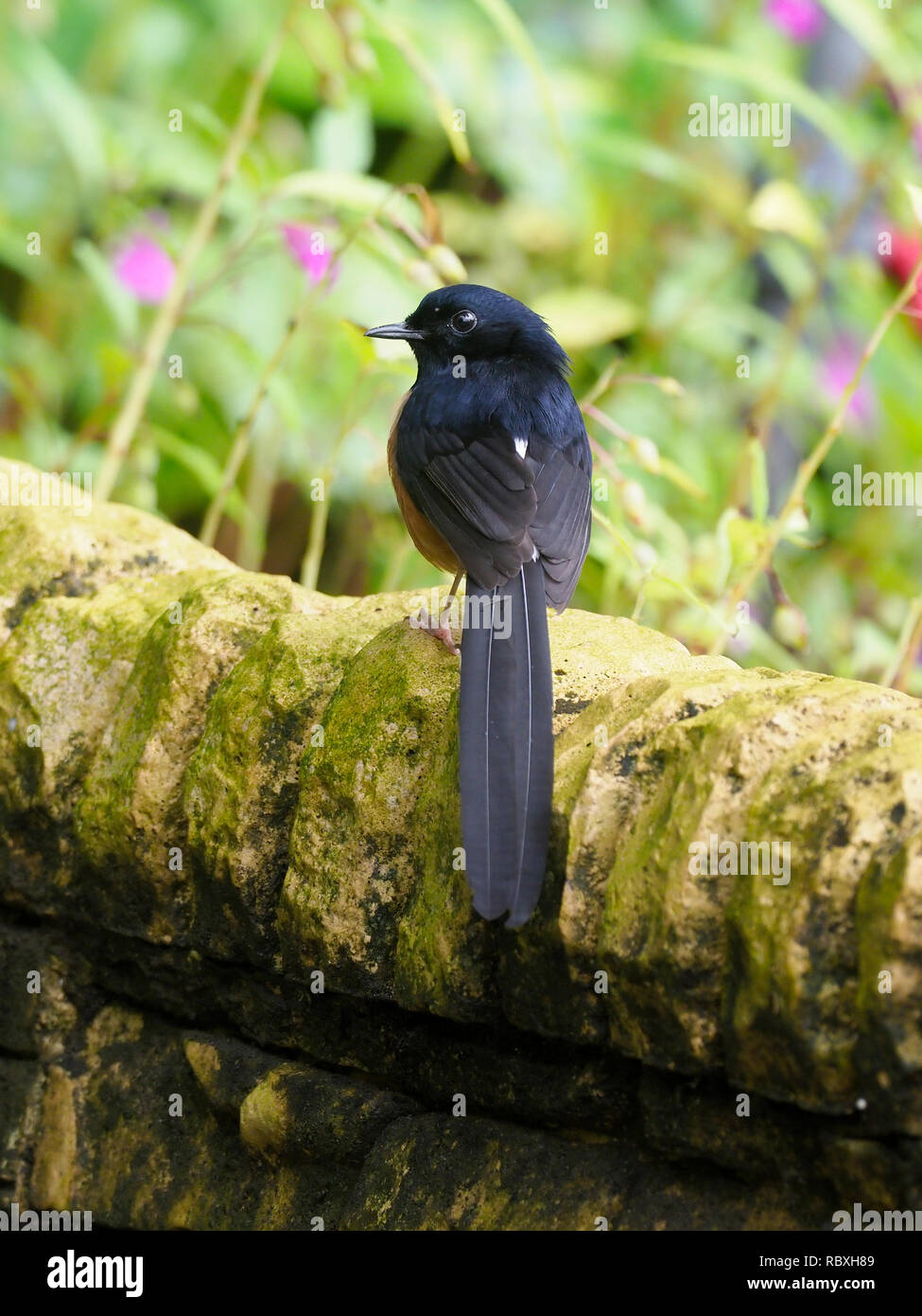 Shama bird hi-res stock photography and images - Alamy