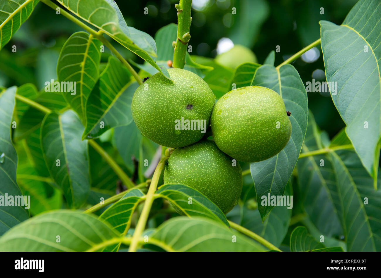 Food tree hi-res stock photography and images - Alamy