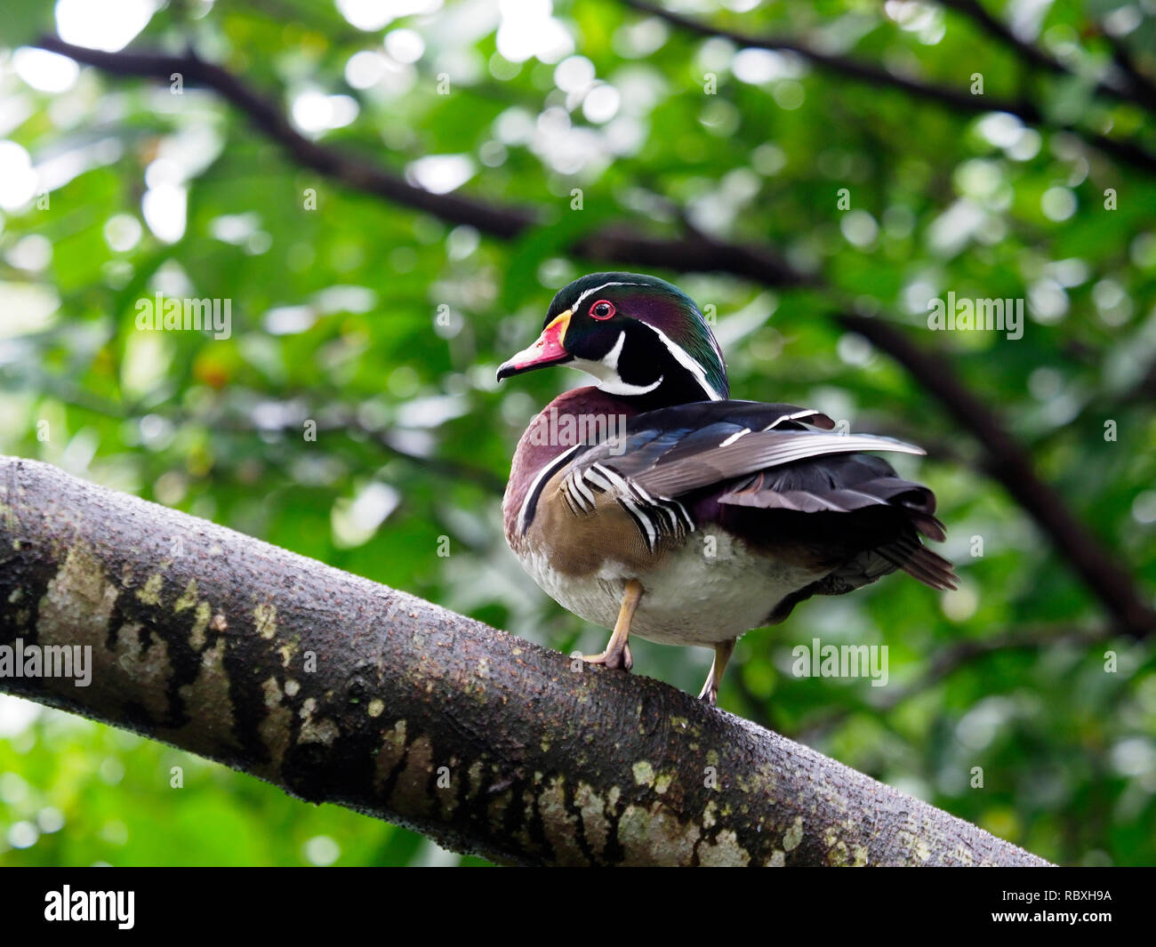 Wood duck, Aix sponsa, Single male on branch, Taiwan, January 2019 ...