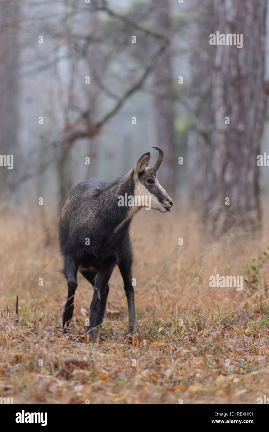 Alpine chamois in the forest Stock Photo - Alamy