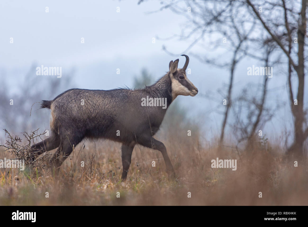 Alpine fauna hi-res stock photography and images - Alamy