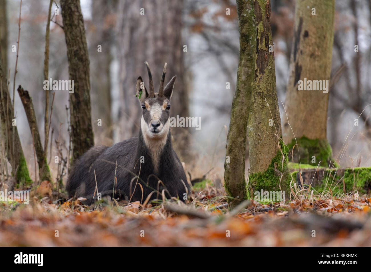Alpine chamois in the forest Stock Photo - Alamy