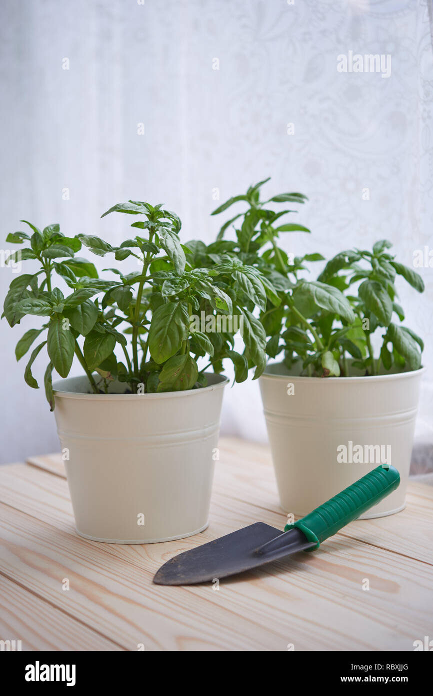 Basil in pots hi-res stock photography and images - Alamy