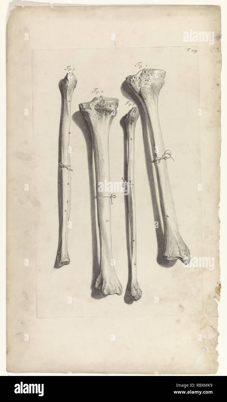 Tibia Drawing Stock Photos & Tibia Drawing Stock Images - Alamy