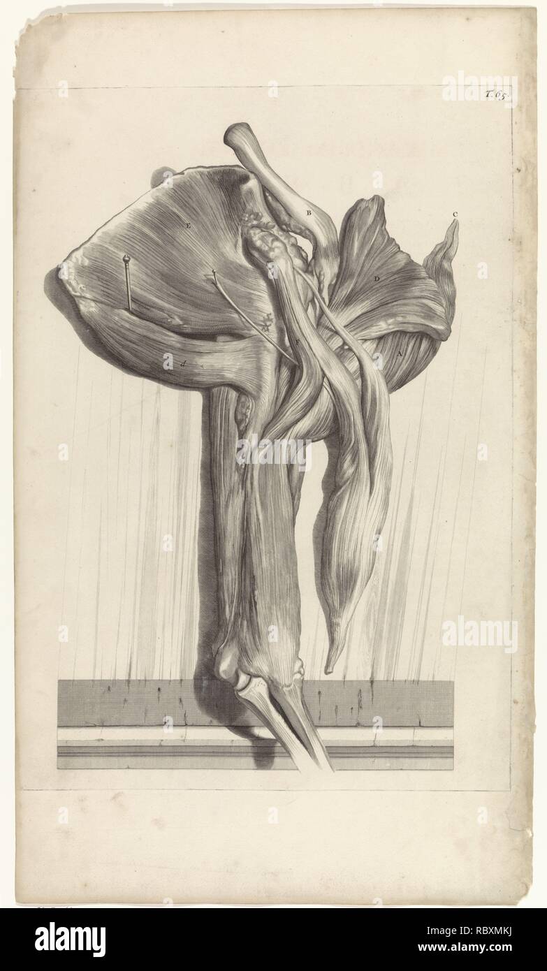 Muscles inside arm anatomy drawing hi-res stock photography and images ...