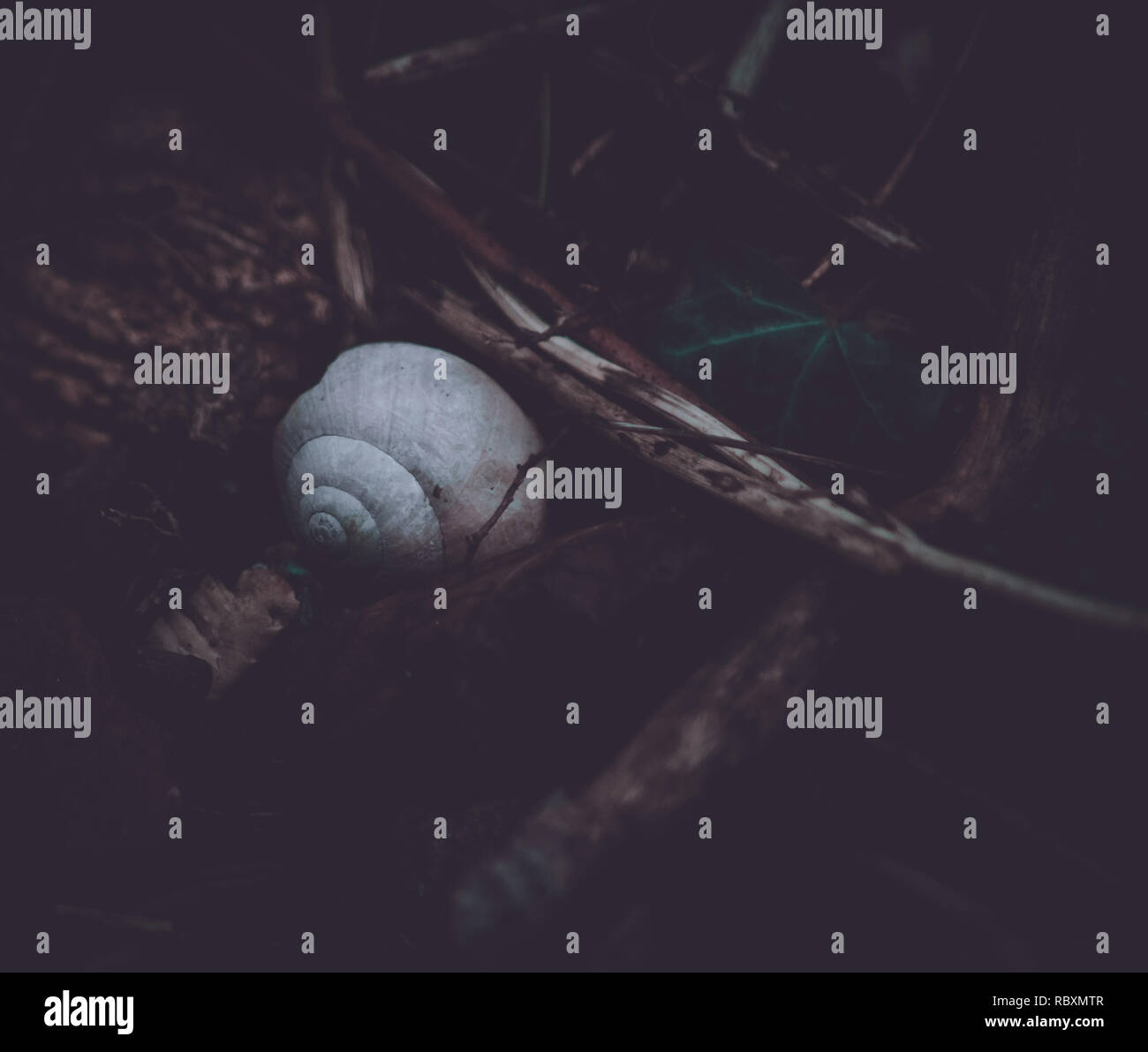 Snail shell on the ground close-up Stock Photo - Alamy