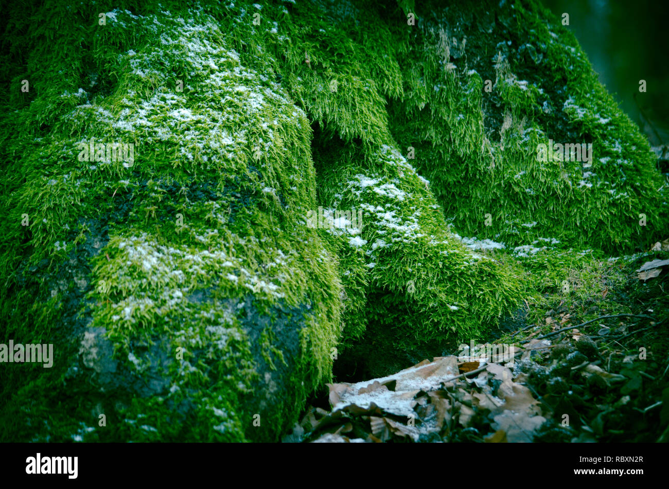 Root and branch hi-res stock photography and images - Alamy