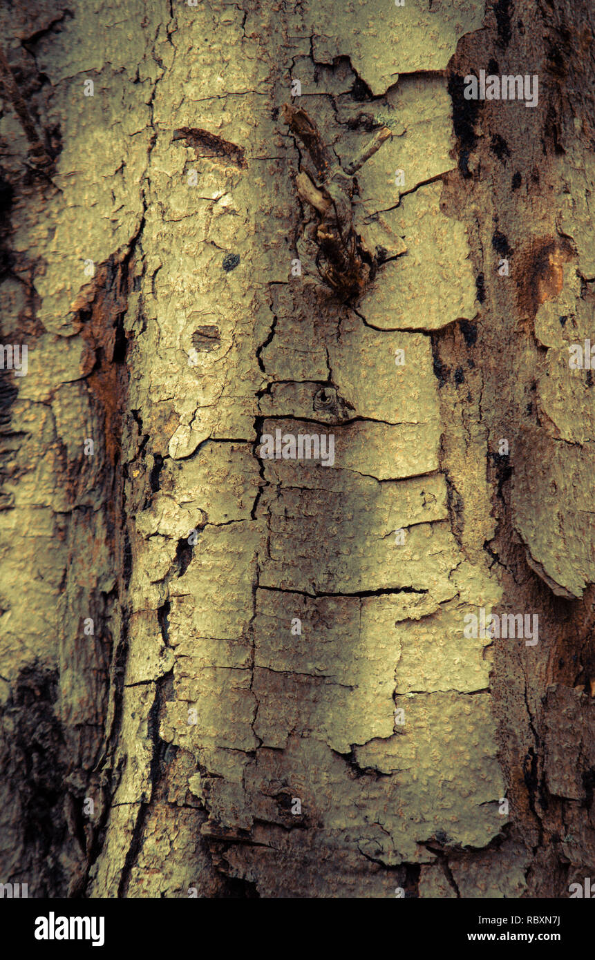 Old tree bark close-up Stock Photo - Alamy