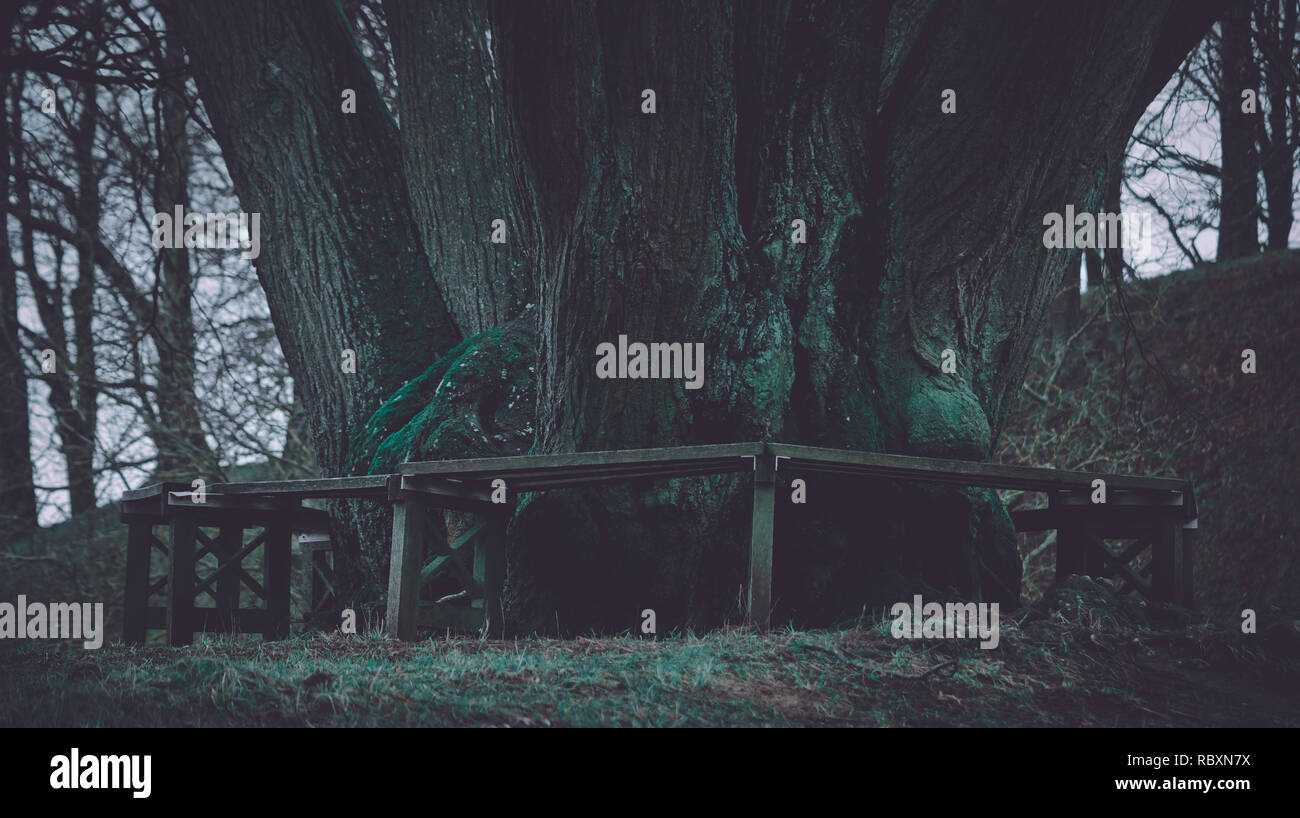 Big old oak tree Stock Photo - Alamy