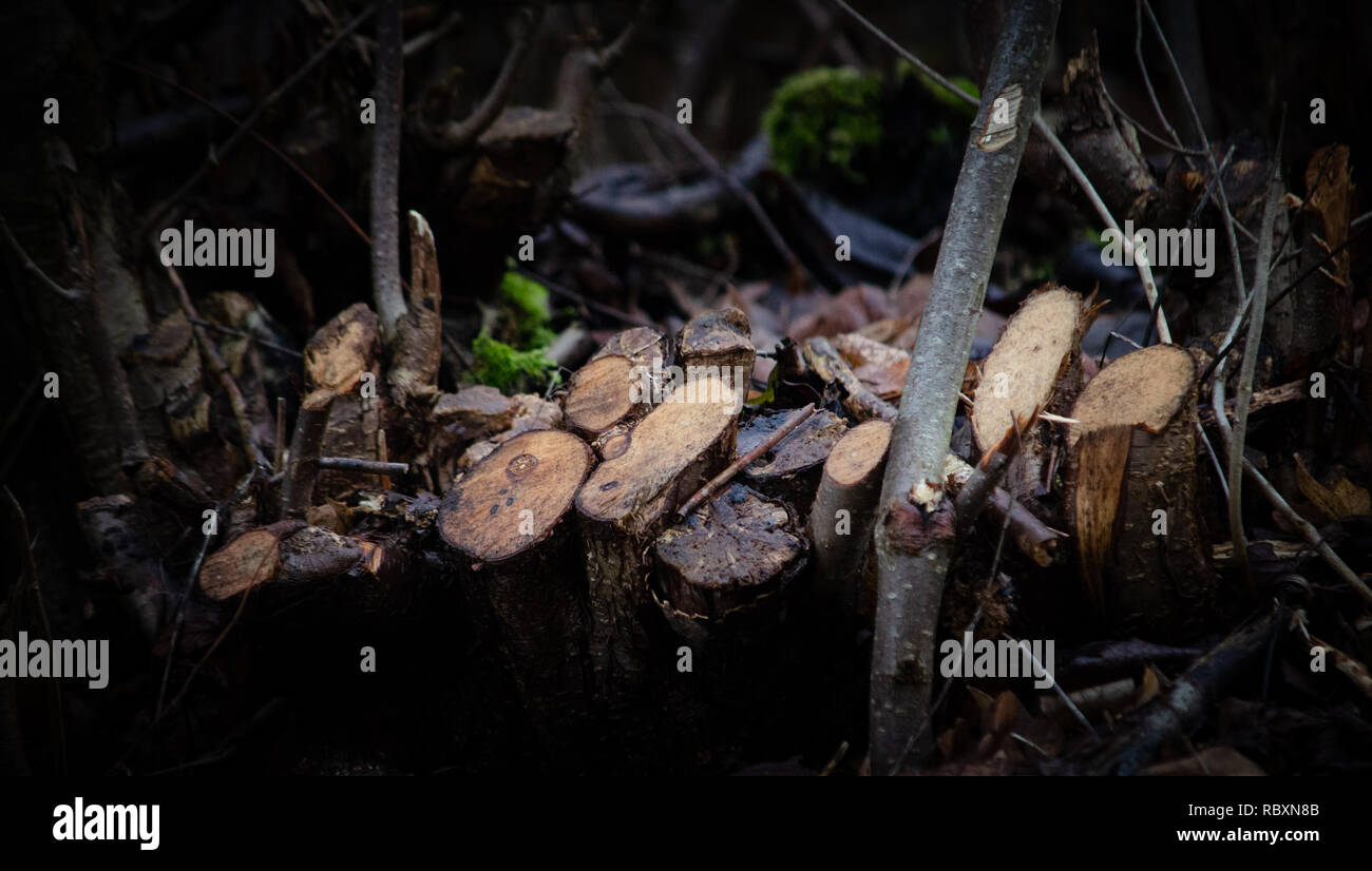 Tree root close-up Stock Photo - Alamy