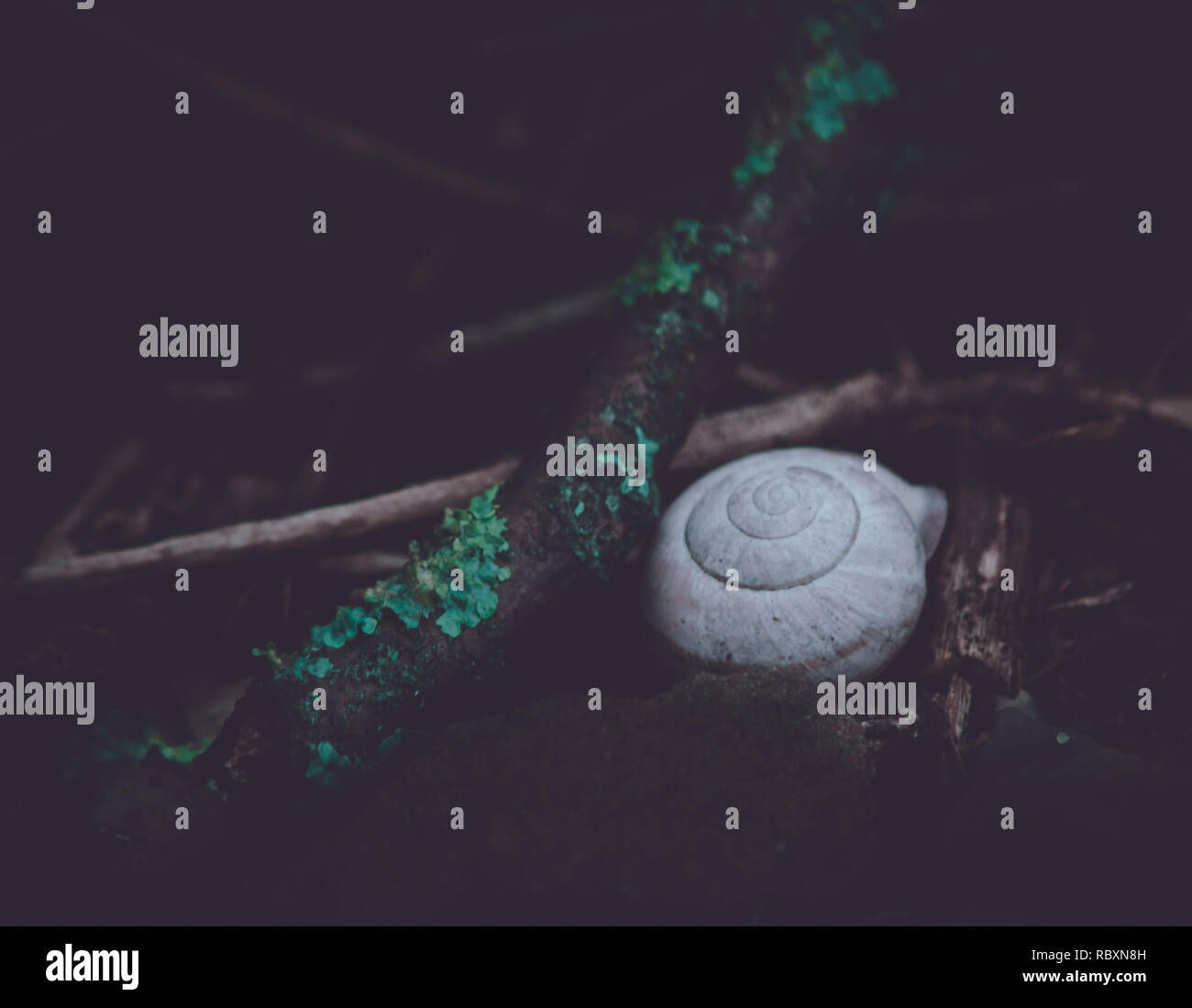 Close up garden snail shell hi-res stock photography and images - Alamy
