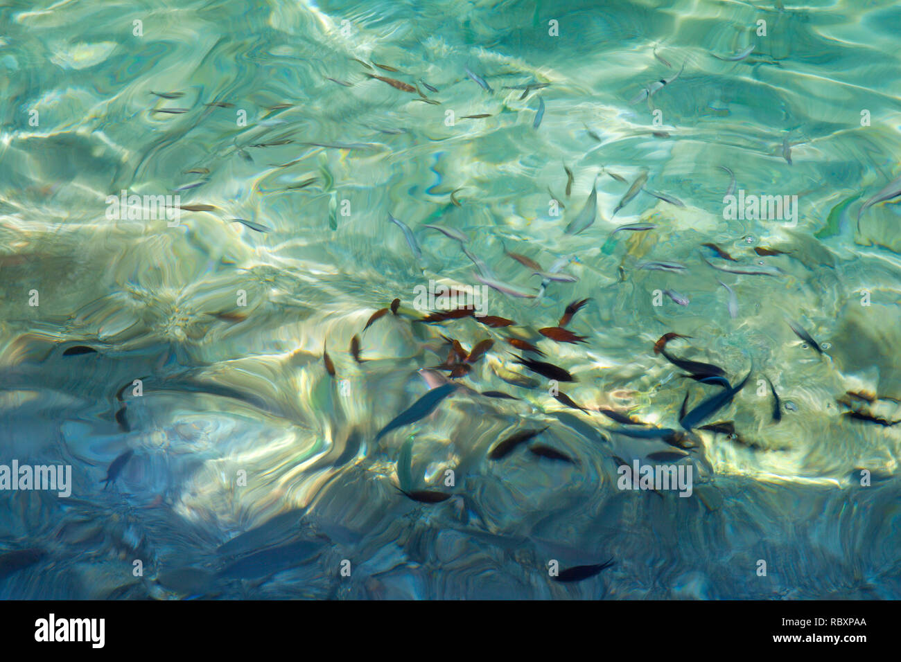 Small fish swimming in a greek harbour Stock Photo - Alamy