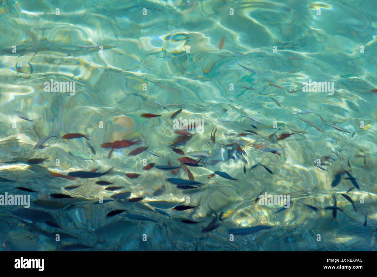 Small fish swimming in a greek harbour Stock Photo - Alamy
