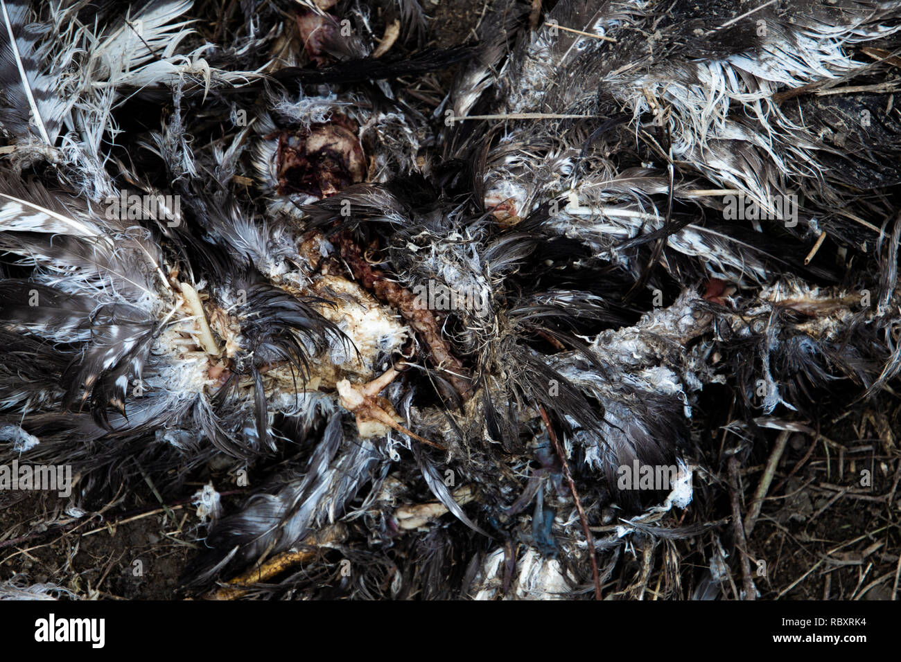 remains of a dead bird and eaten by another animal in a wood Stock ...