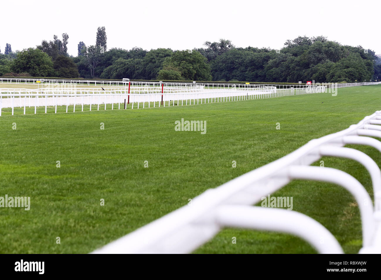 Treated green grass ready for gallop racing on the racing weekend Stock ...