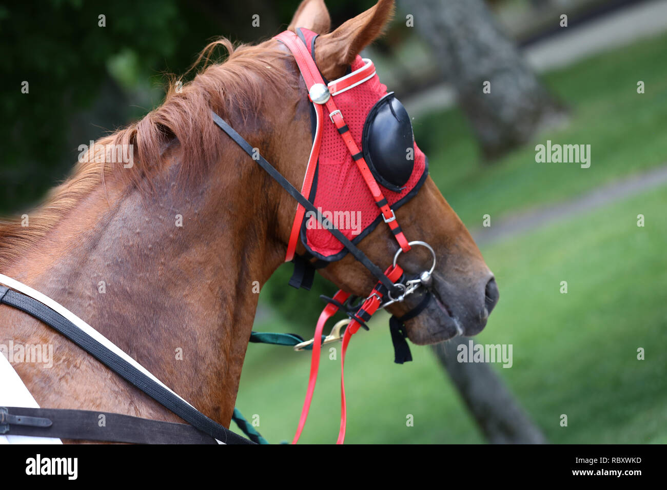 Portrait of a thoroughbred stallion. Closeup of a racehorse summertime ...