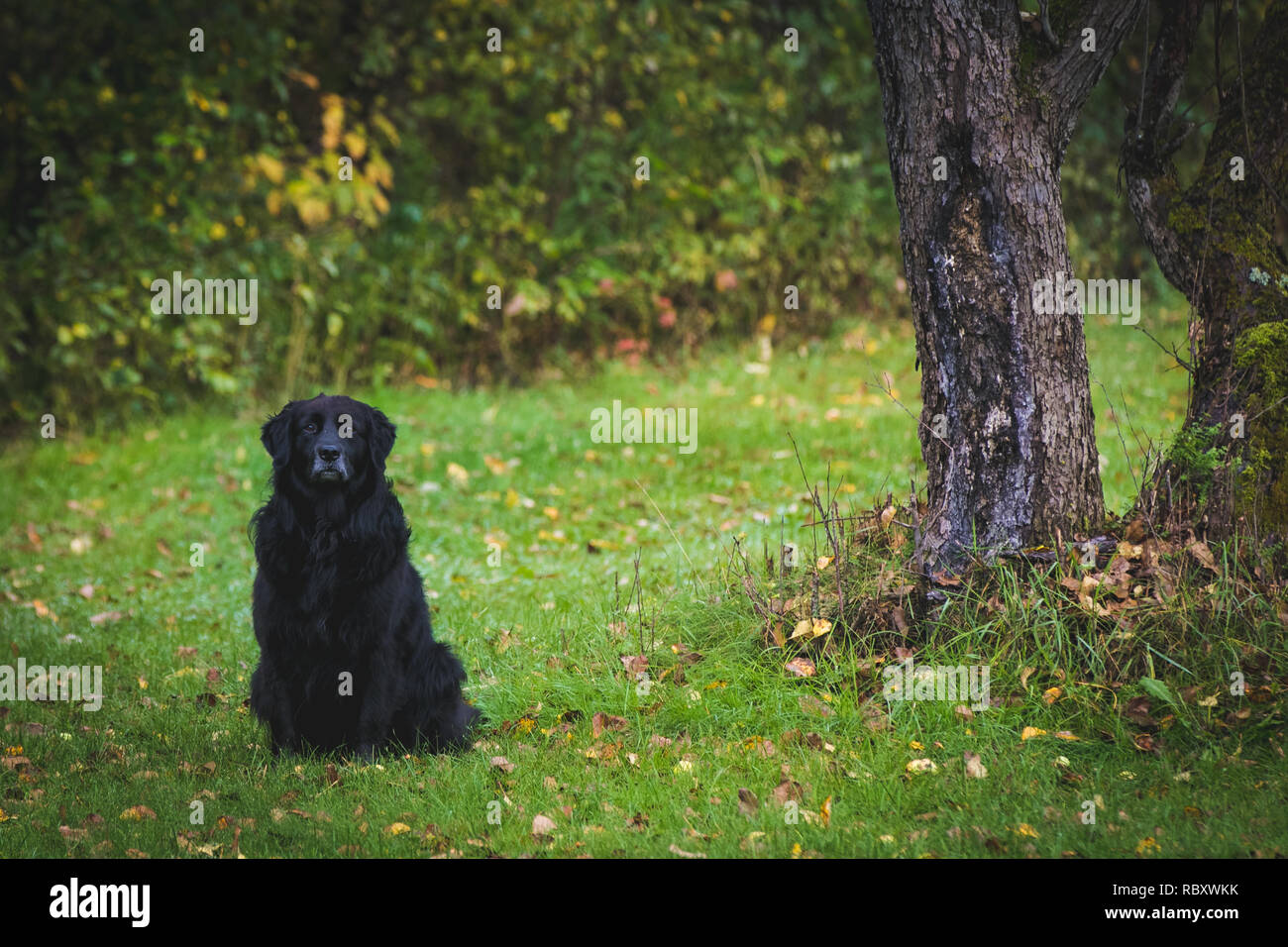 Waiting patiently hi-res stock photography and images - Alamy
