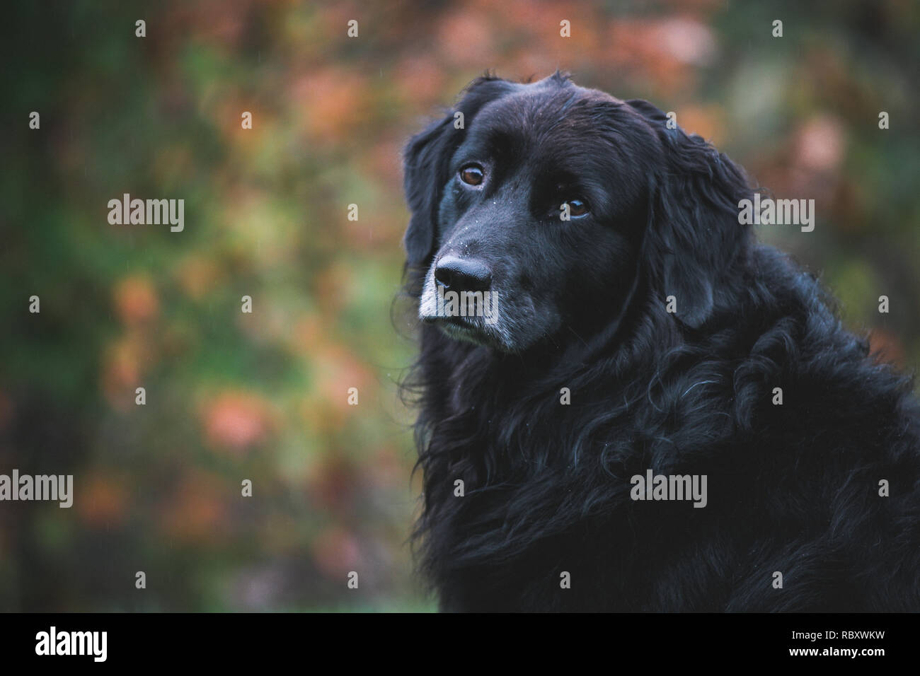 Sad dog eyes hi-res stock photography and images - Alamy