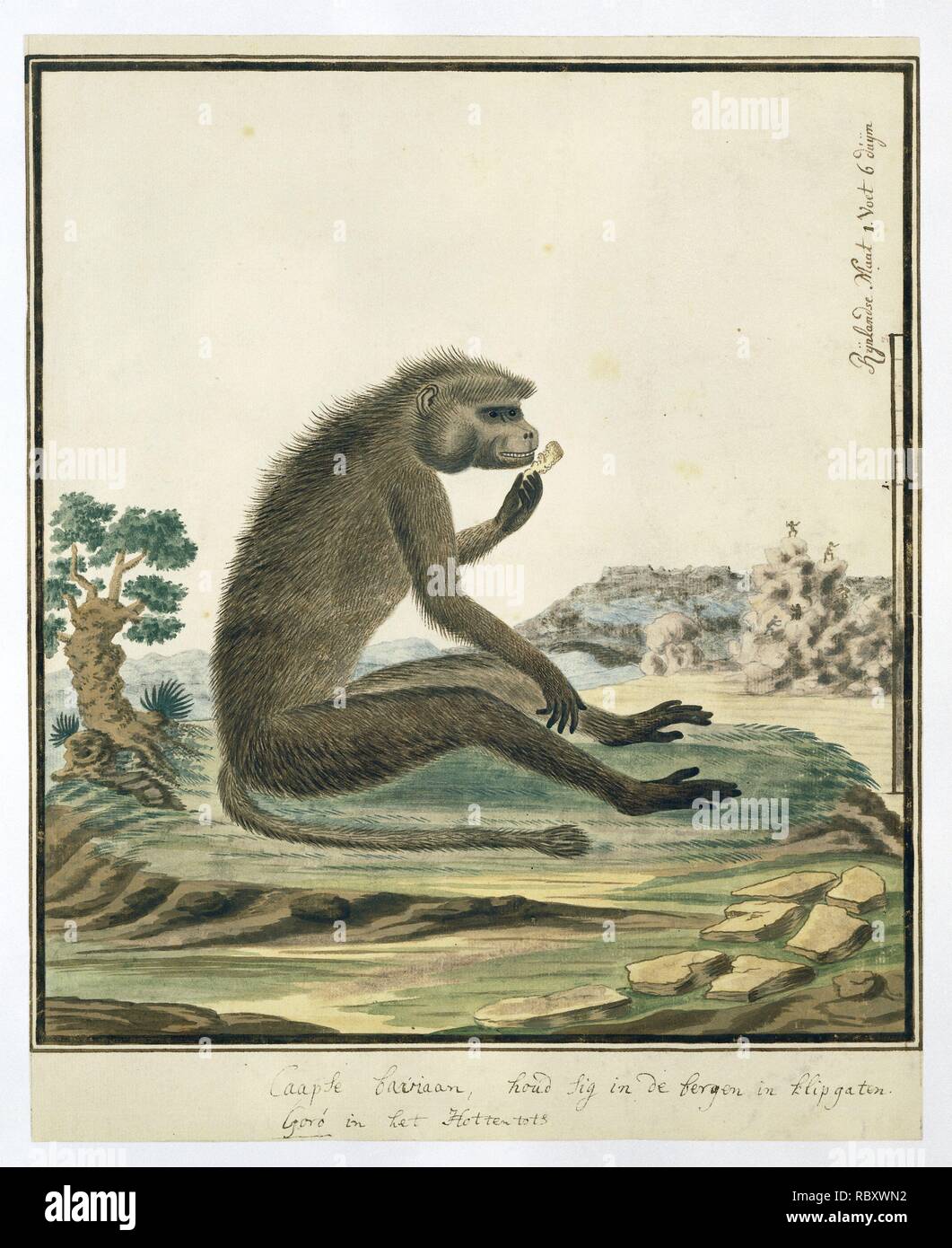 Drawing illustration art baboon hi-res stock photography and images - Alamy