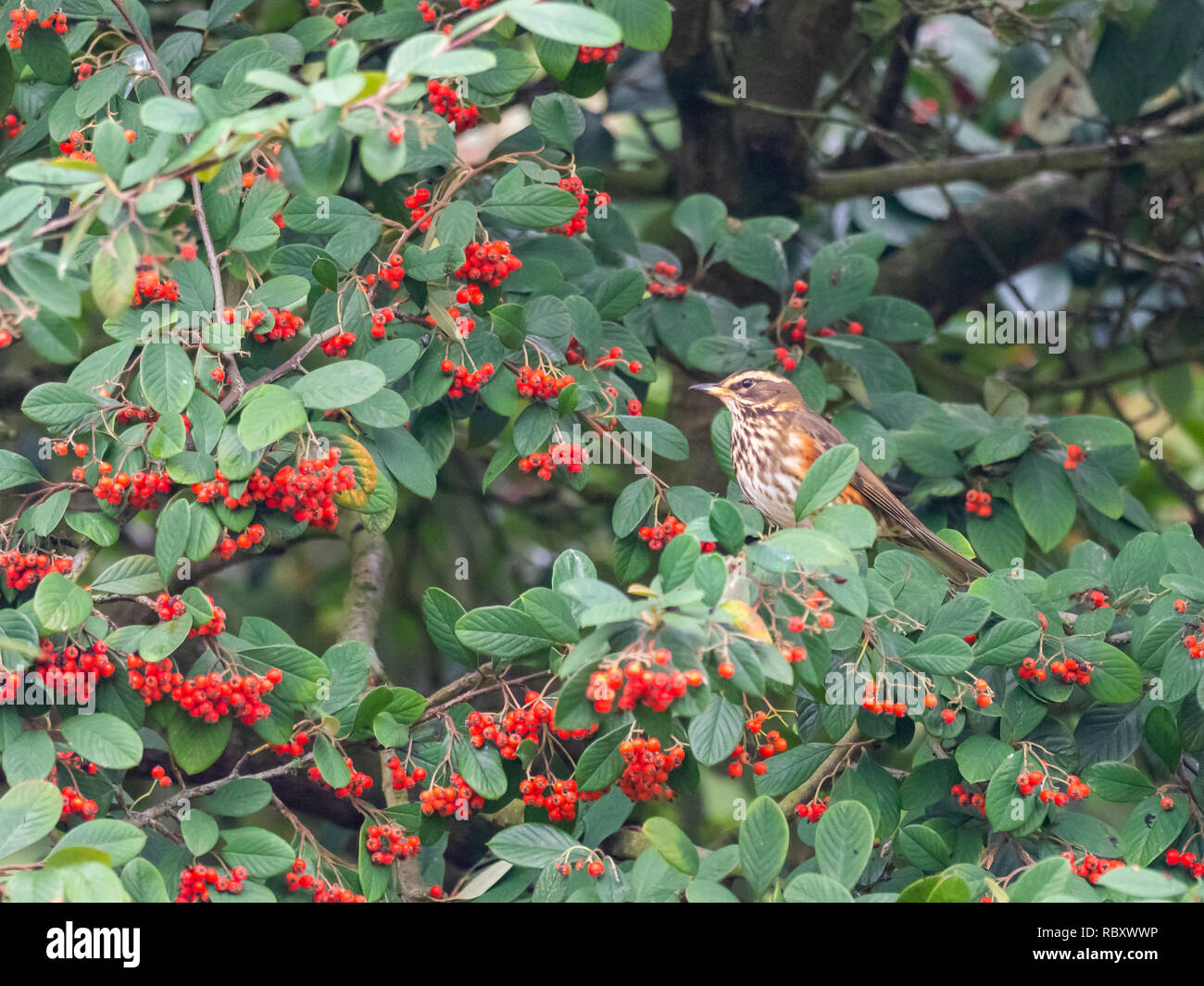 Redwing Feeding in a Rowan Tree Stock Photo - Alamy