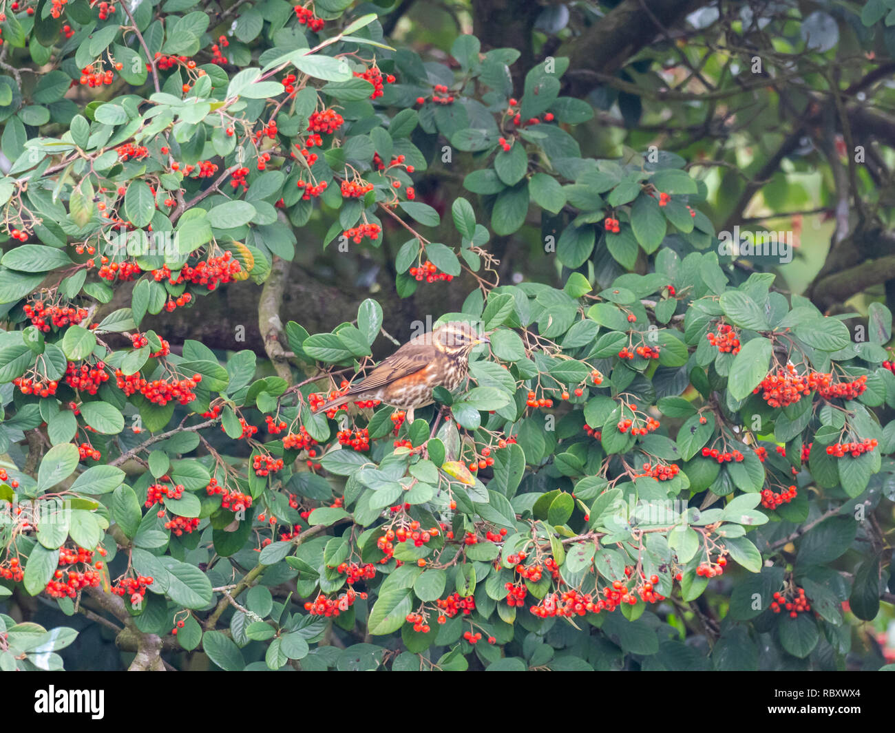 Redwing Feeding Leaves High Resolution Stock Photography and Images - Alamy