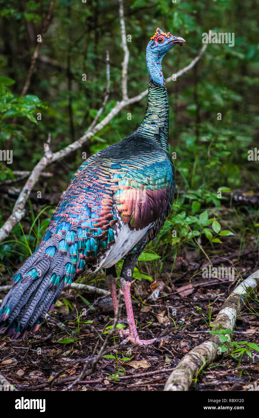 Wild oscillated turkey in the Calakmul biosphere reserve in the jungle ...