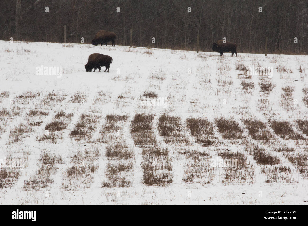 Bison at Battelle Darby Creek Metropark, Galloway, Ohio Stock Photo - Alamy