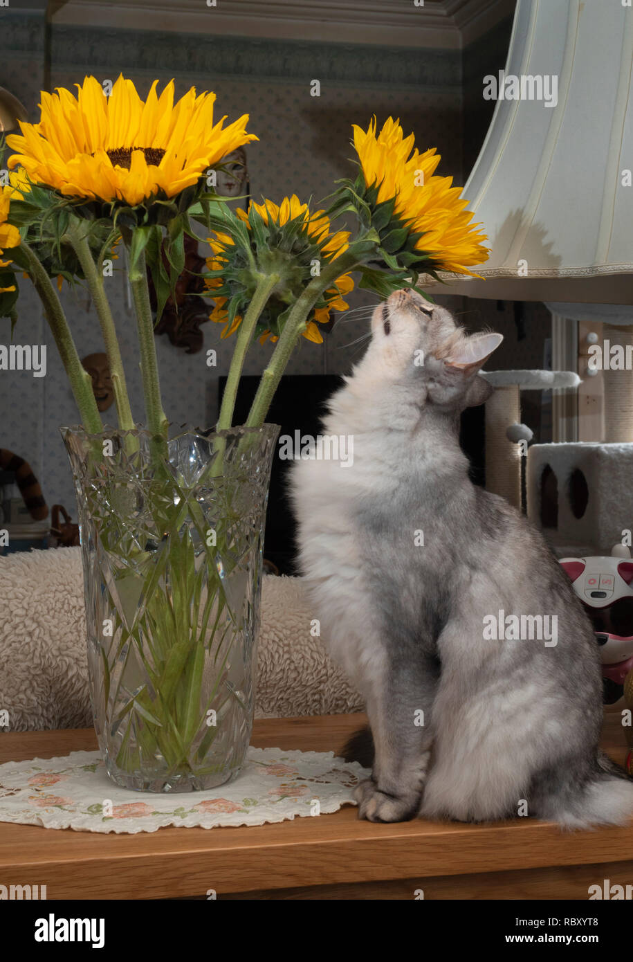Kitten sunflower hi-res stock photography and images - Alamy
