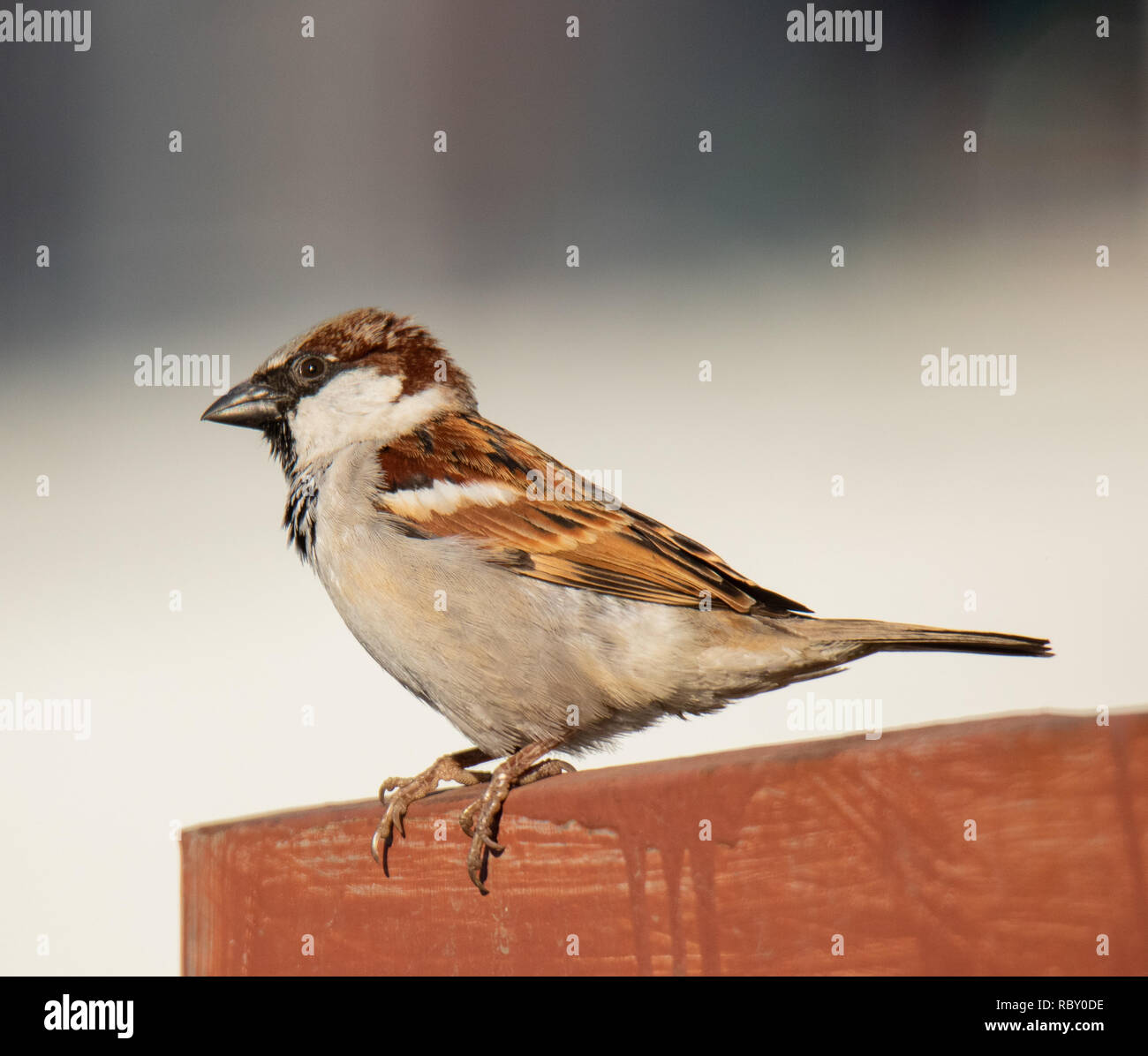 House_sparrow hi-res stock photography and images - Alamy