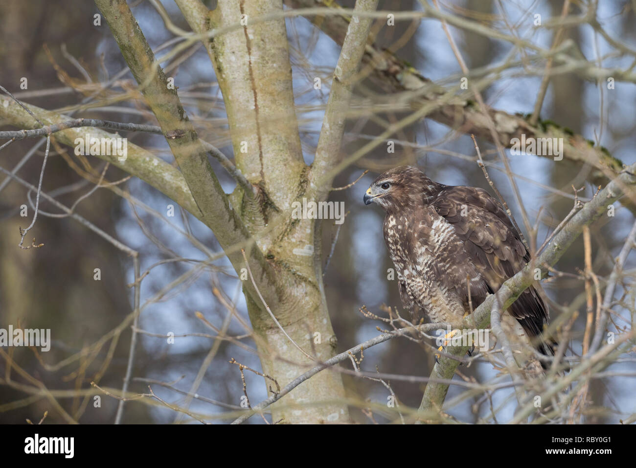 Mäusebussard, Mäuse-Bussard, Bussard, Buteo buteo, common buzzard ...