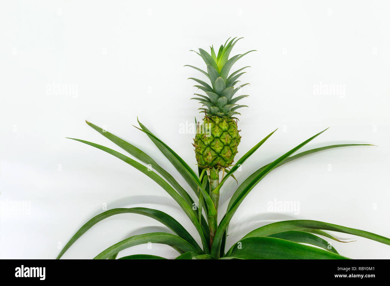 Small and young green growing pineapple on white background Stock Photo ...
