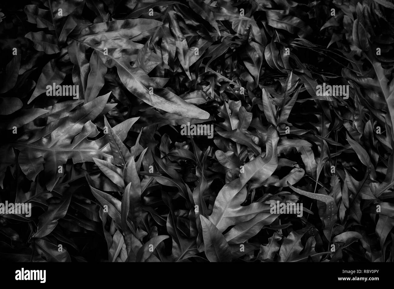 Wild green fern leaves Black and White Stock Photos & Images - Alamy