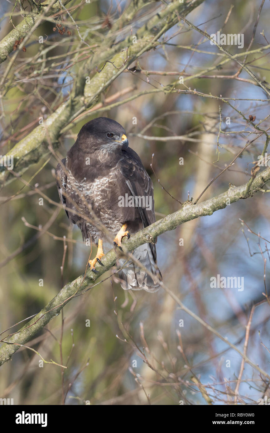 Mäusebussard, Mäuse-Bussard, Bussard, Buteo buteo, common buzzard ...
