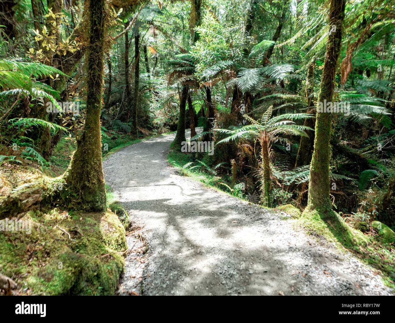 Lake Matheson Track, New Zealand, South Island, NZ Stock Photo - Alamy