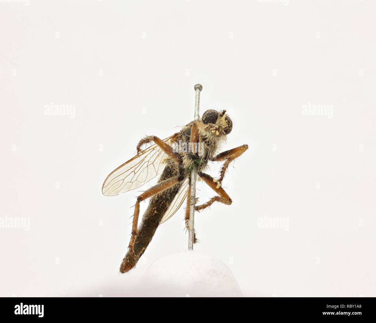 Acanthopleura ravus (Zoosphere 151 003 Stock Photo - Alamy