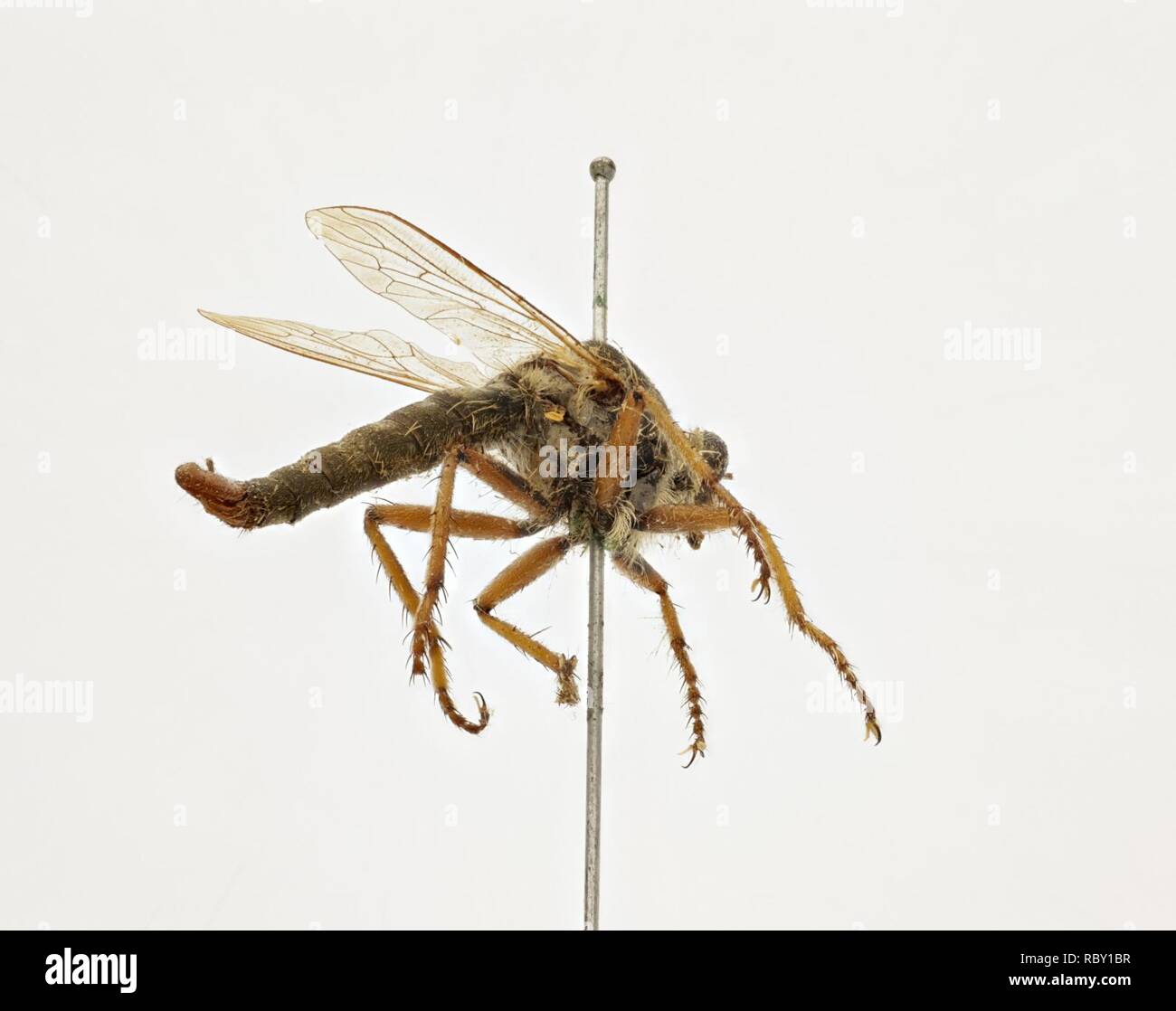 Acanthopleura ravus (Zoosphere 151 036 Stock Photo - Alamy