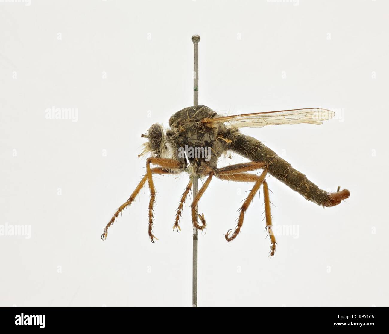 Acanthopleura ravus (Zoosphere 151 043 Stock Photo - Alamy