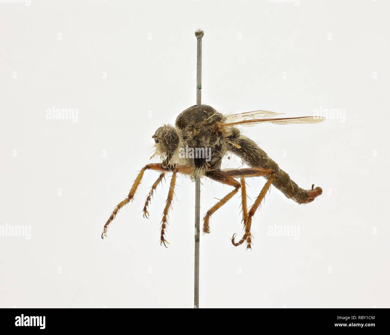 Acanthopleura ravus (Zoosphere 151 054 Stock Photo - Alamy