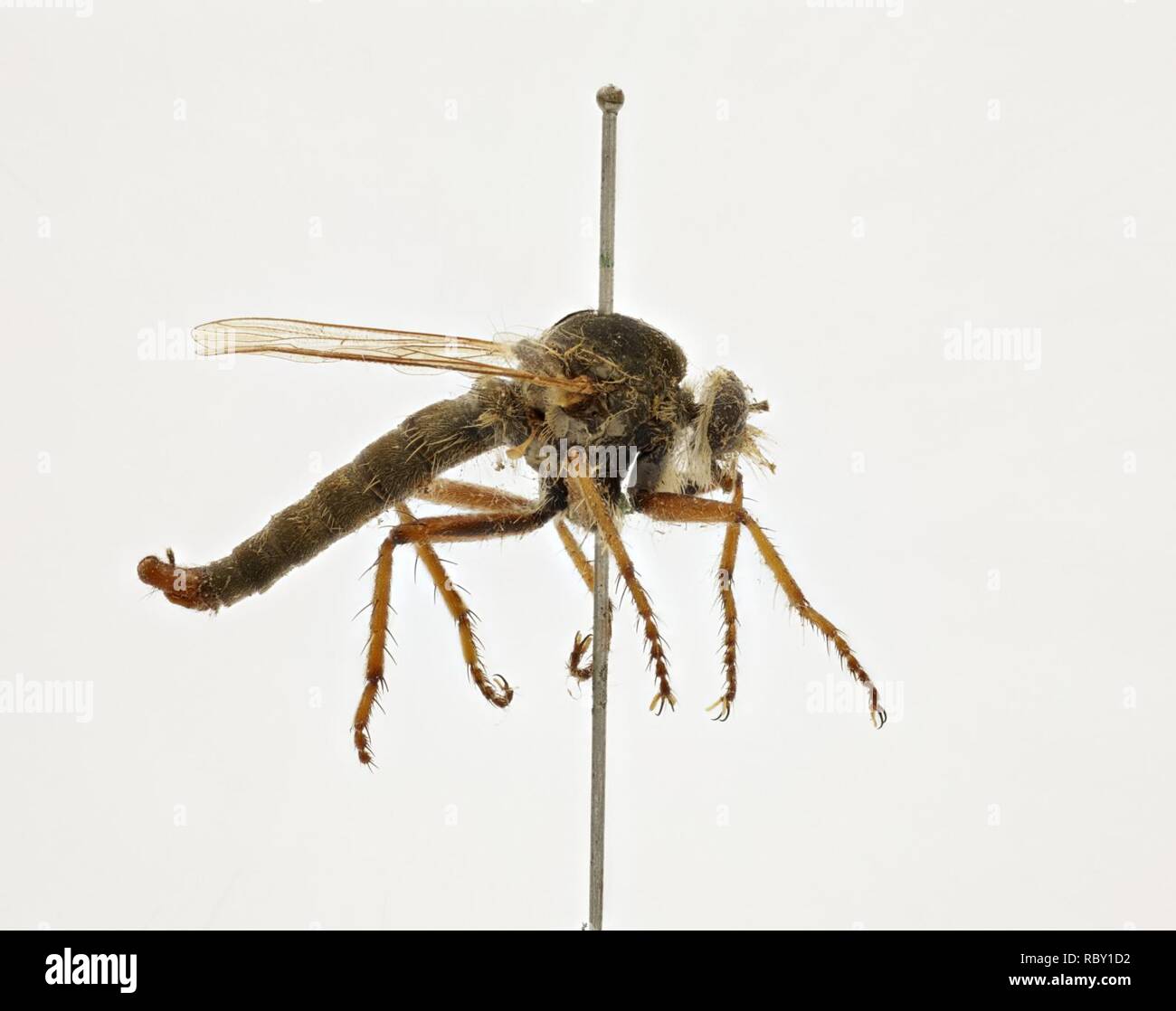 Acanthopleura ravus (Zoosphere 151 061 Stock Photo - Alamy