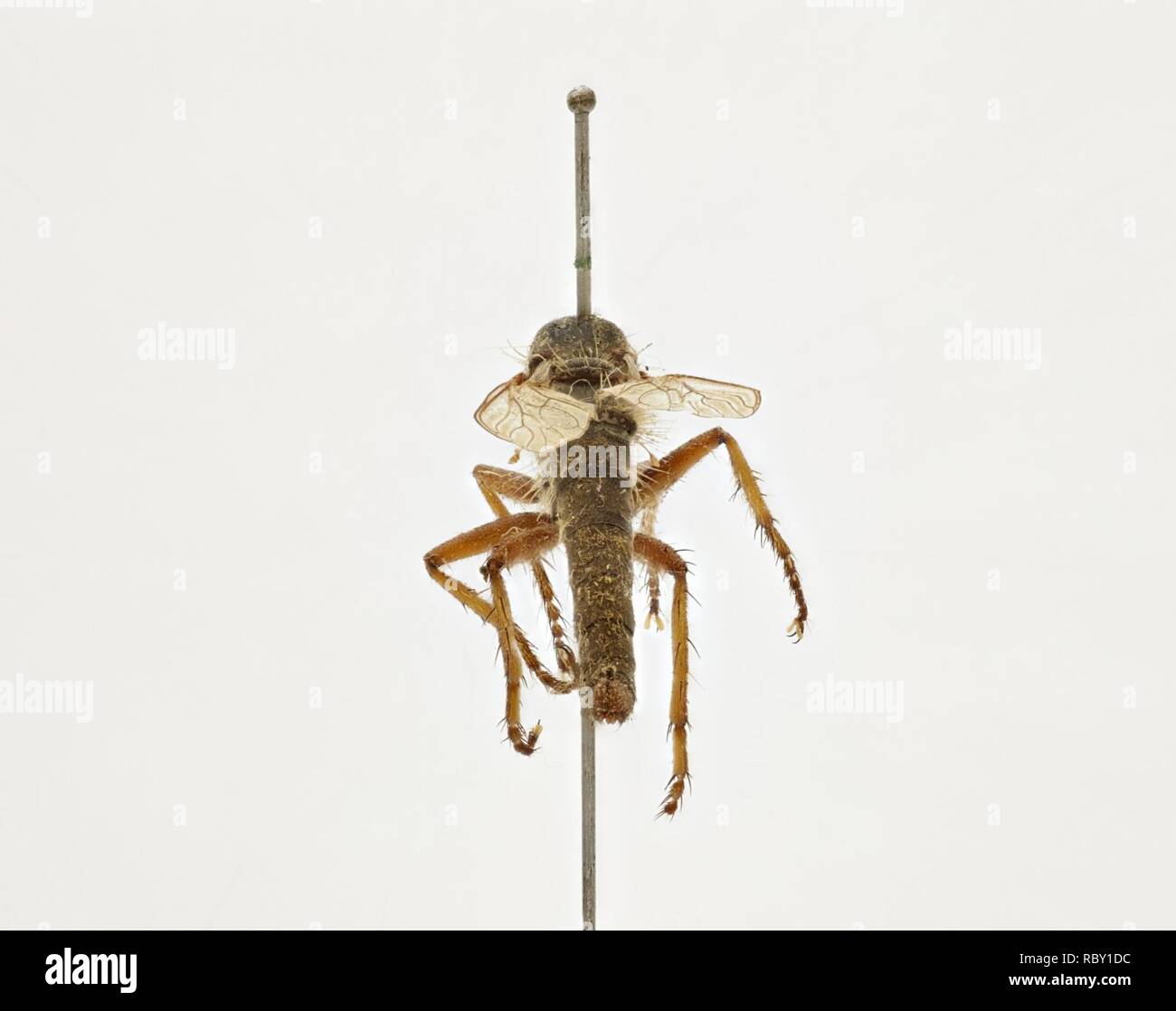 Acanthopleura ravus (Zoosphere 151 070 Stock Photo - Alamy