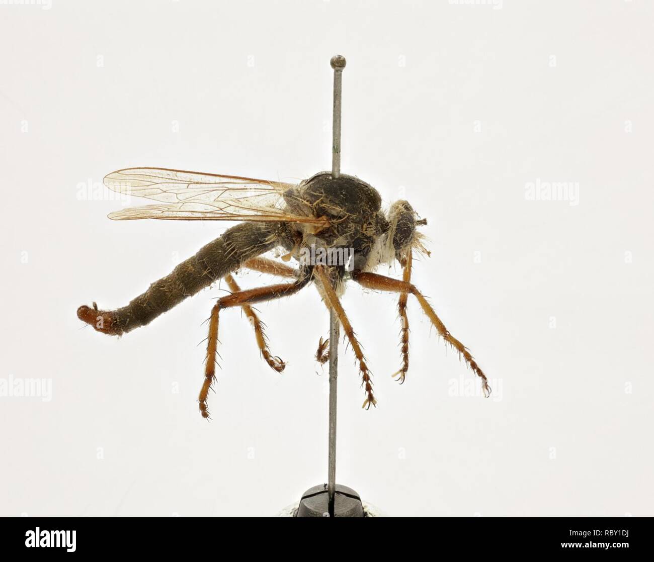 Acanthopleura ravus (Zoosphere 151 073 Stock Photo - Alamy