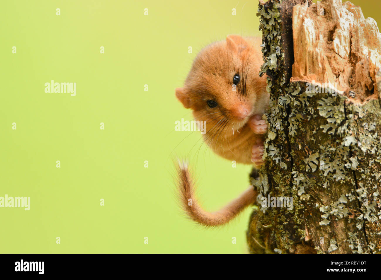 Hazel Dormouse / Muscardinus avellanarius Stock Photo - Alamy