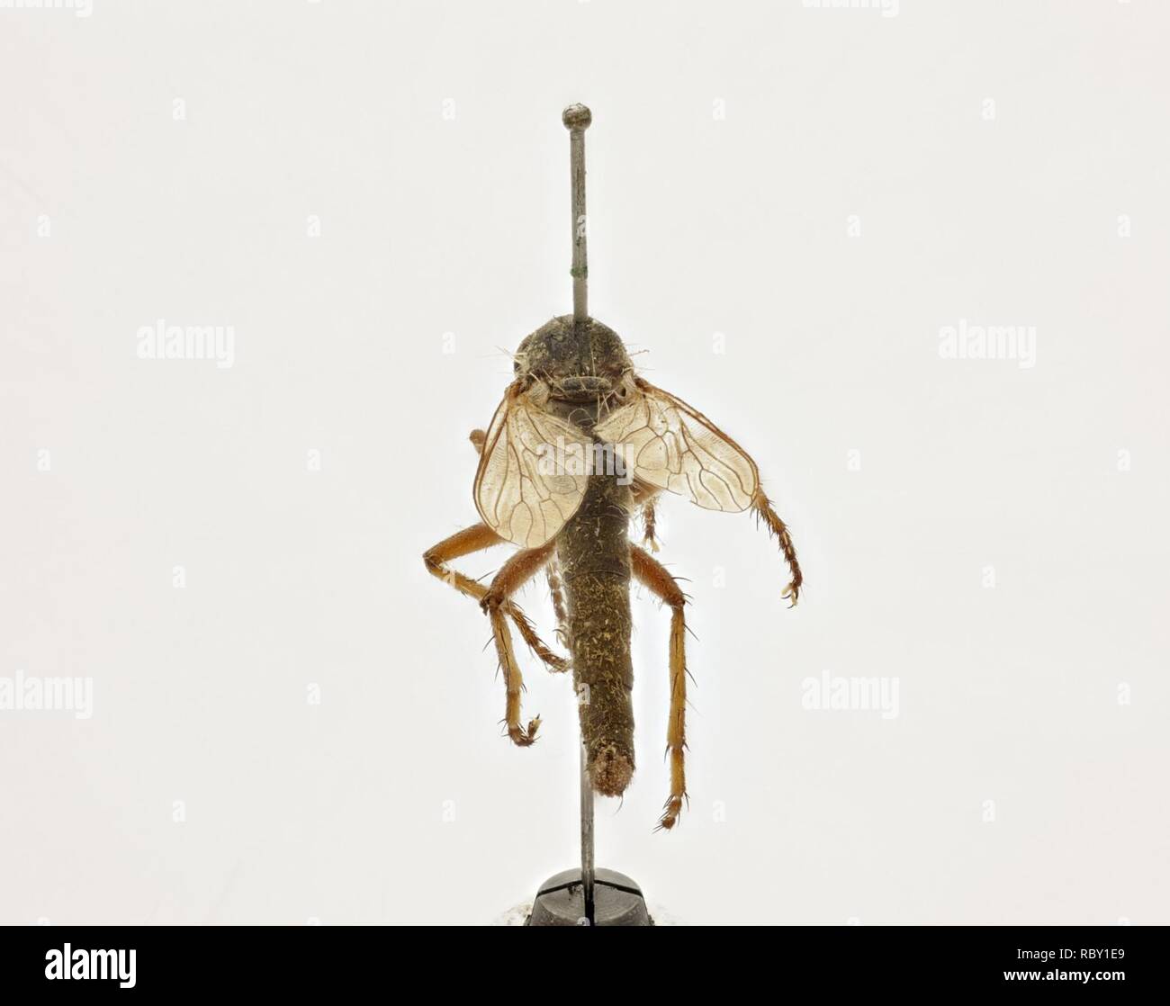 Acanthopleura ravus (Zoosphere 151 082 Stock Photo - Alamy