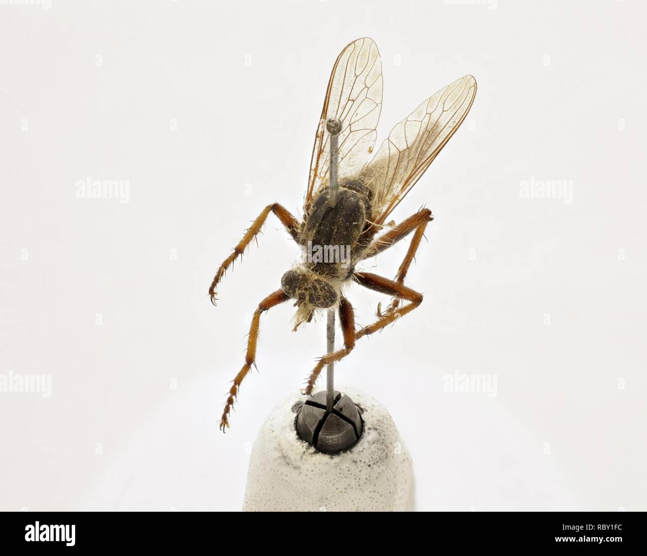 Acanthopleura ravus (Zoosphere 151 101 Stock Photo - Alamy