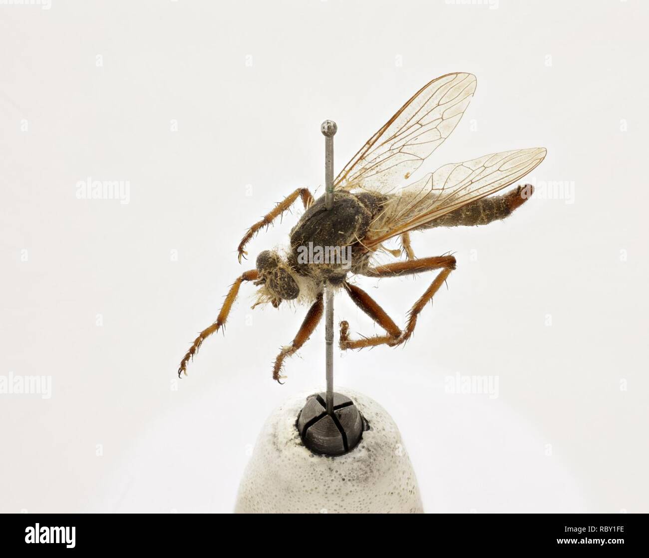 Acanthopleura ravus (Zoosphere 151 102 Stock Photo - Alamy